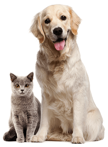 Dangerous Dog Insurance From $138 Yearly Home Page ⋆ Dangerous Dog ...